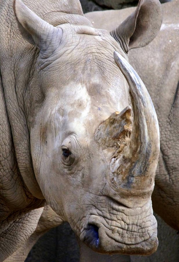 Rinoceronte bianco fotografia stock. Immagine di orlo - 45394136