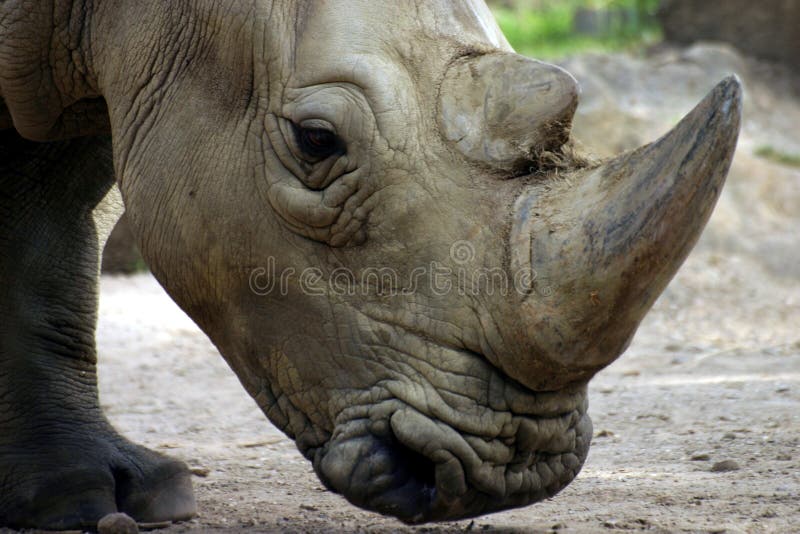 Partes Inferiores Blancas Del Rinoceronte Imagen de archivo - Imagen de ...