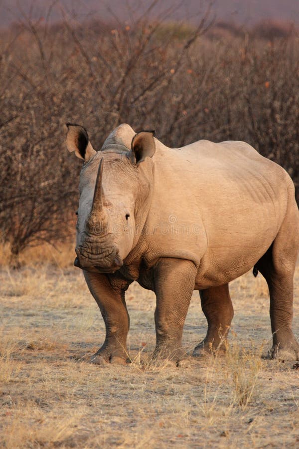 Rinoceronte blanco foto de archivo. Imagen de nafta, gris - 7194020