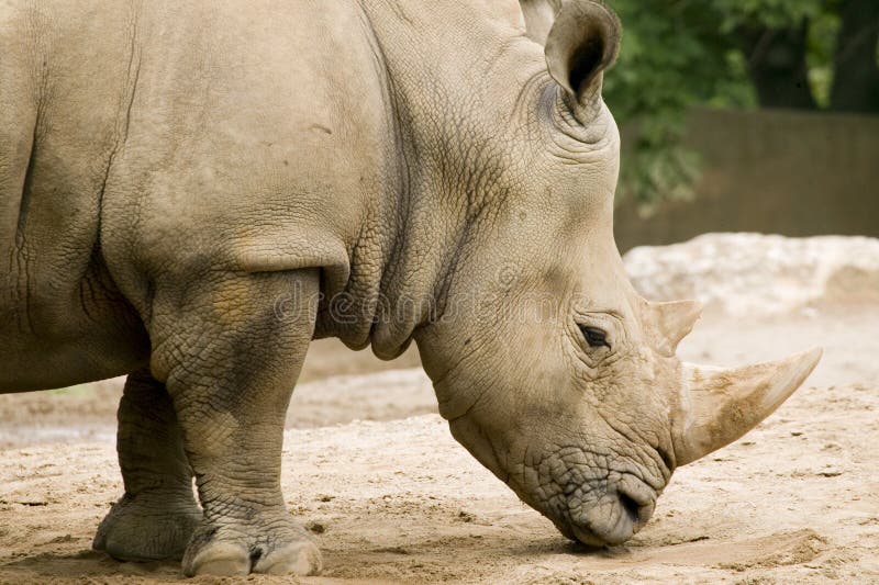 Rinoceronte Blanco - Simum Del Ceratotherium Imagen de archivo - Imagen ...