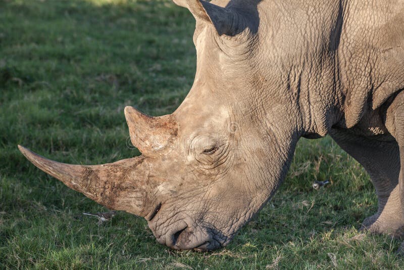 Rinoceronte Com O Chifre Longo Que Come a Grama Foto de Stock - Imagem ...