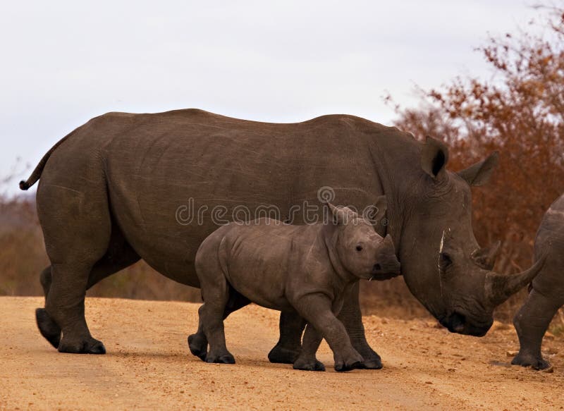 Familia del rinoceronte foto de archivo. Imagen de piel - 102460