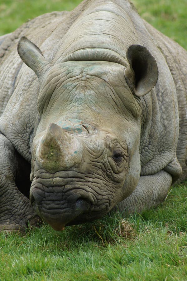 Rinoceronte Nero Orientale - Michaeli Di Bicornis Del Diceros ...