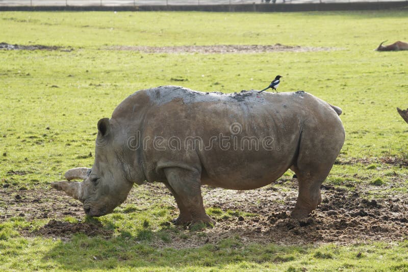 Rinocerontes Blancos Mirando Foto de archivo - Imagen de rinoceronte ...