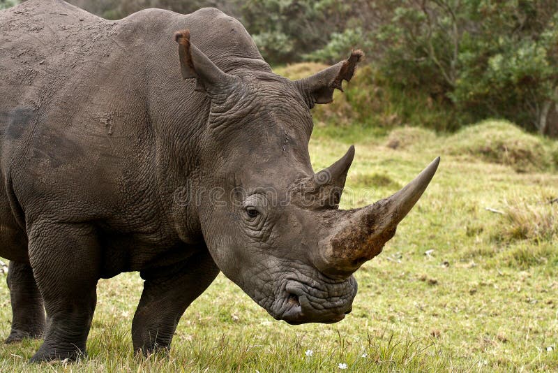 Rhino Profile stock image. Image of ancient, profile, rhinoceros - 6384369