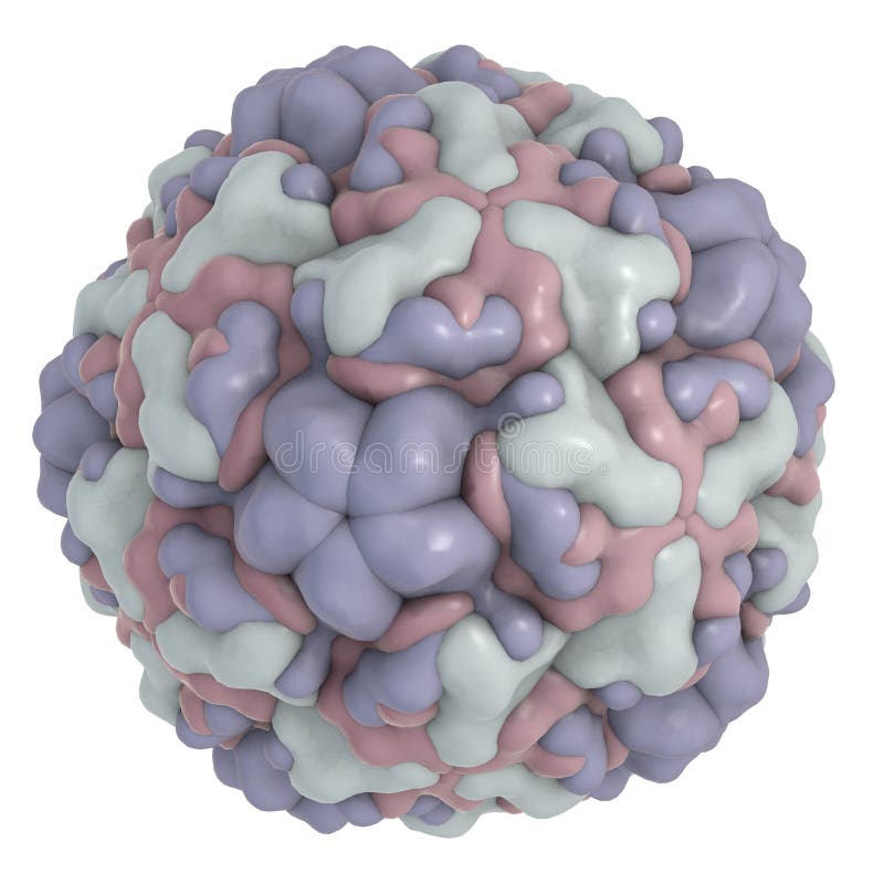 Rinovirus stock de ilustración. Ilustración de estructura - 32593029