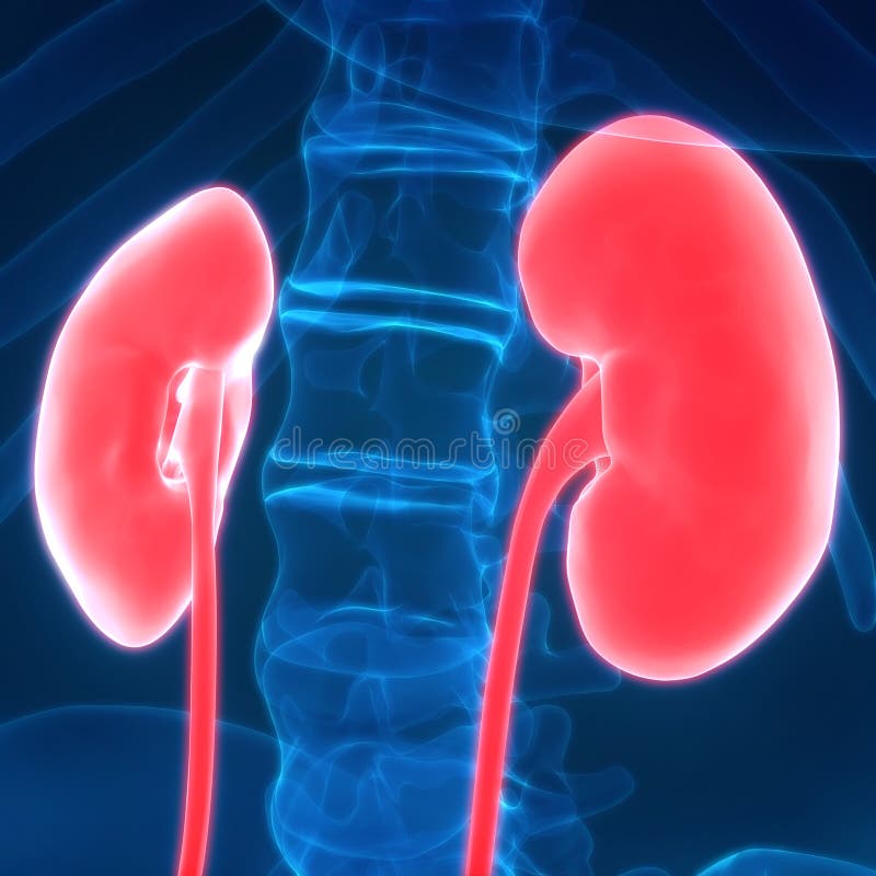 Rins Dos órgãos Do Corpo Humano Ilustração Stock - Ilustração de ...