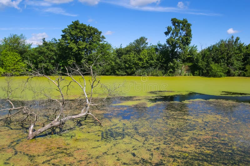 Rio Bosut em Vinkovci foto de stock. Imagem de freshwater - 117646036