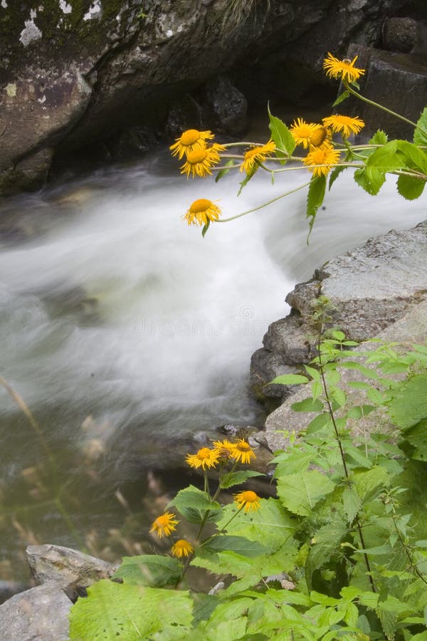 Rio e flores amarelas imagem de stock. Imagem de flor - 2151439