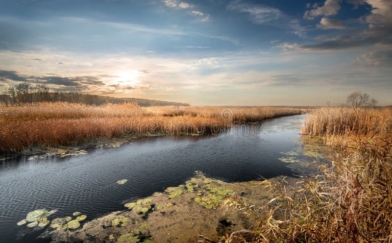 Juncos no rio foto de stock. Imagem de sunset, floresta - 40015746