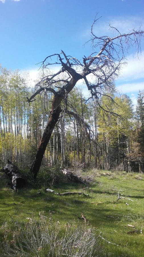 Rio Grande National Forest stock photo. Image of nature - 157349148