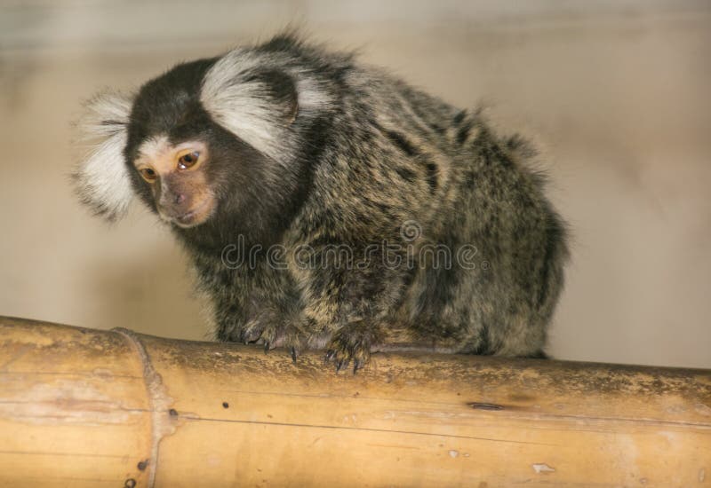 Rio monkey stock image. Image of monkey, national, finest - 69756011