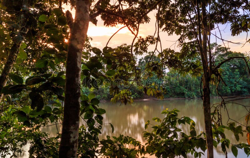 Rio Napo stock photo. Image of travel, tree, river, environment - 64363476