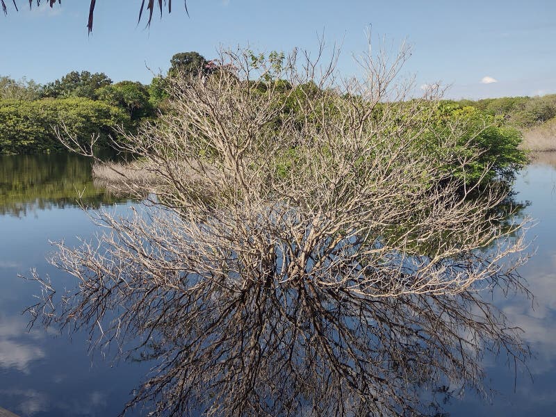Relax on the Rio Negro of the Amazon Rainforest Stock Image - Image of ...