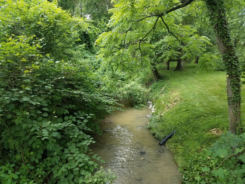 Rio Ou Angra Pequena Com Plantas Verdes Imagem de Stock - Imagem de ...