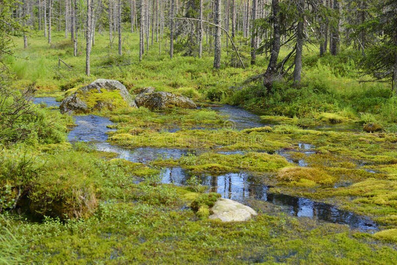 Rio pantanoso da floresta foto de stock. Imagem de ventilador - 34885024