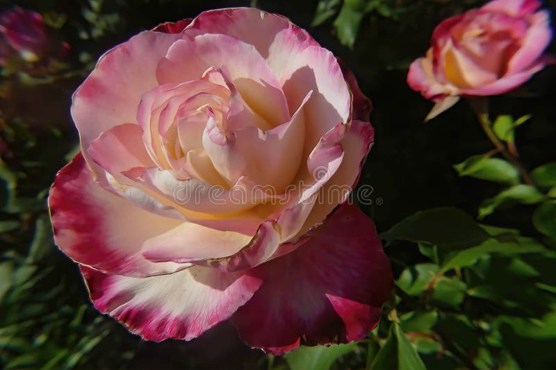 Rio Samba rose in Seattle stock image. Image of flower - 281885915