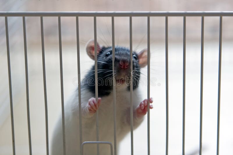 Riool-rat bijna zoals Remy stock afbeelding. Image of zwart - 4228859