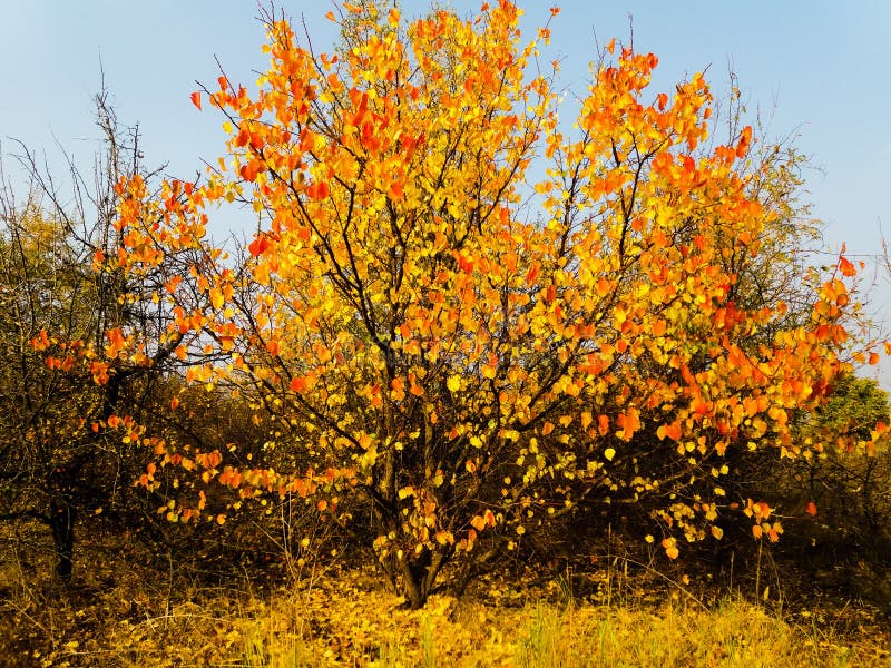 A riot of colors stock photo. Image of golden, riot - 152770330