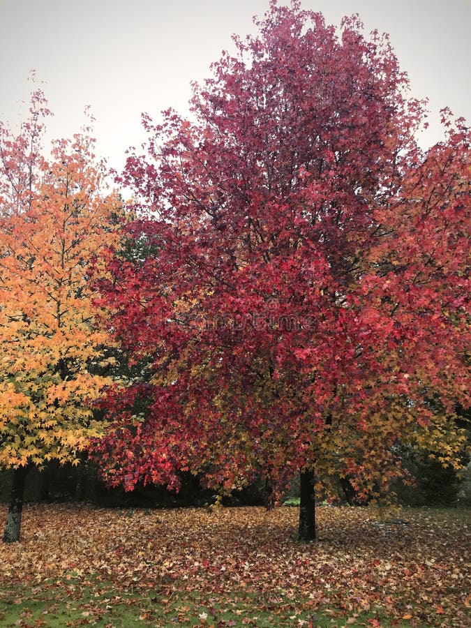 A riot of colour stock image. Image of riot, colour - 193331015