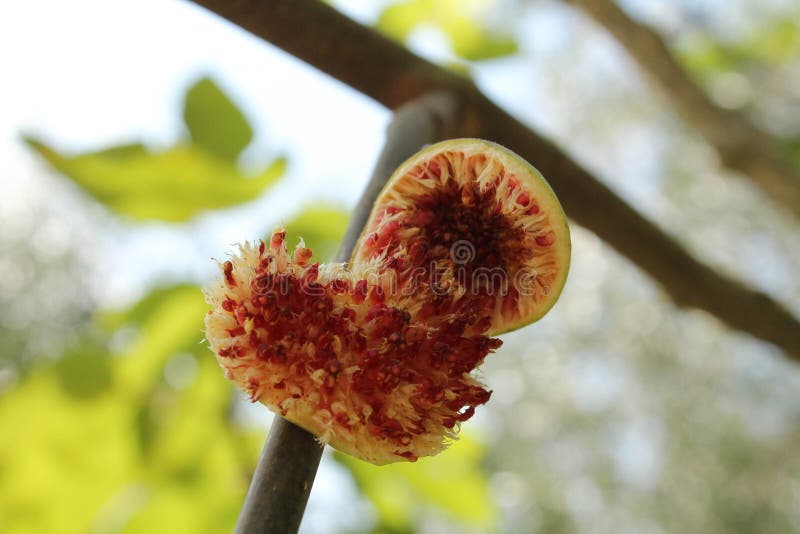 Rip Fig Stock Photos - Free & Royalty-Free Stock Photos from Dreamstime