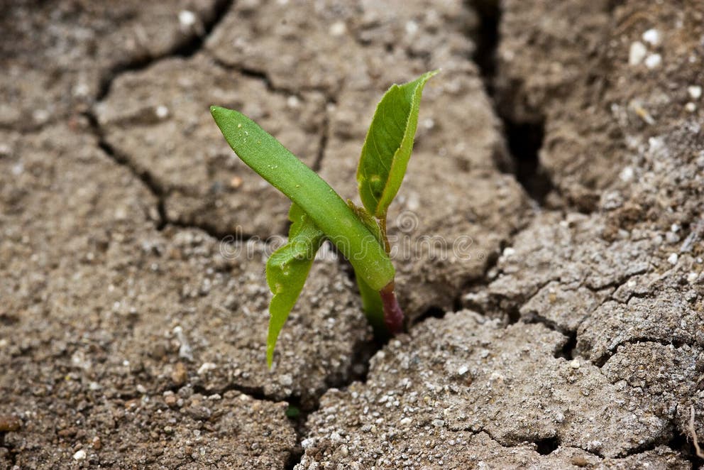 Rip und Sprössling stockbild. Bild von gebrochen, grau - 12857531