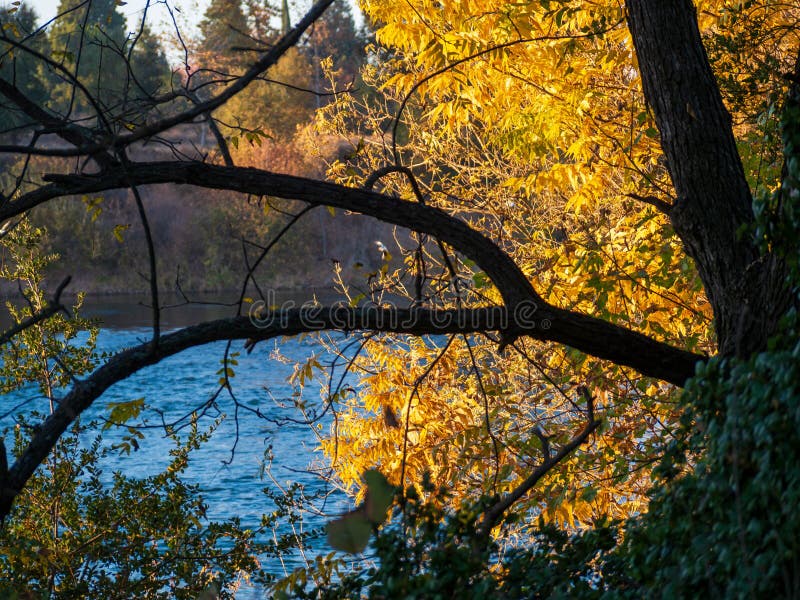 Riparian Forest in Fall Color Chnage Along River Stock Photo - Image of ...
