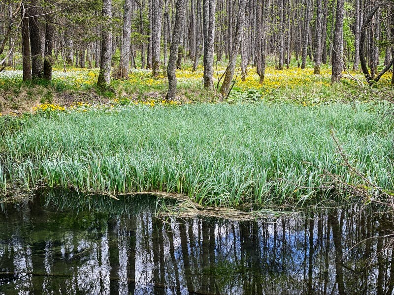 Riparian forest stock image. Image of adjacent, canal - 89659321