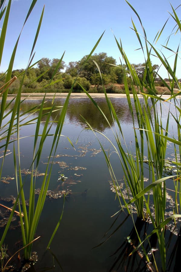 Riparian Pond Reflection stock image. Image of tail, bass - 2482421