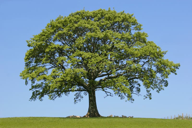 Singolo Albero Di Quercia Enorme In Primavera Fotografia Stock ...