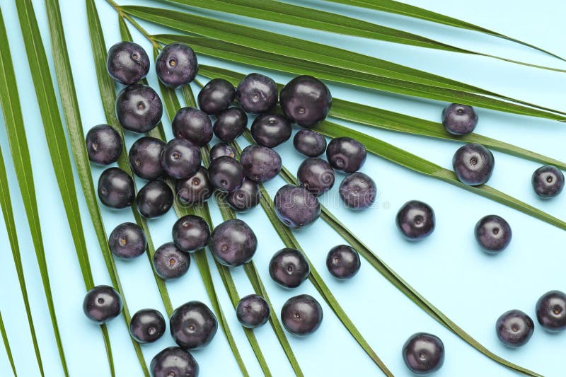 Ripe Acai Berries and Palm Leaves on Light Blue Background, Flat Lay ...