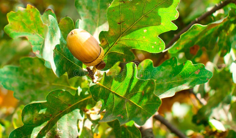 Ripe acorn brown stock image. Image of branch, organic - 45017735