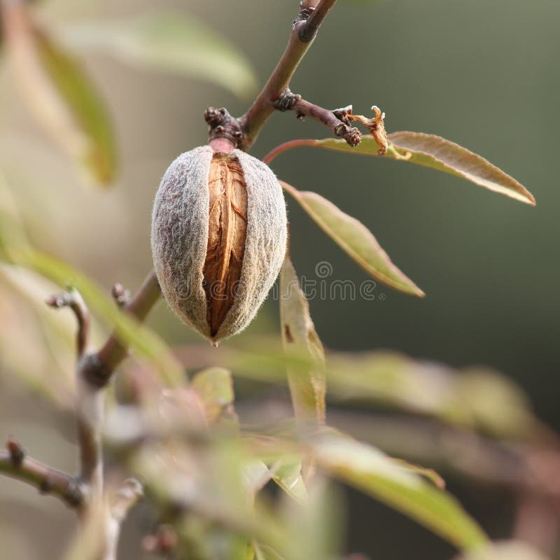 Ripe almond stock image. Image of sweet, healthy, closeup - 58234527