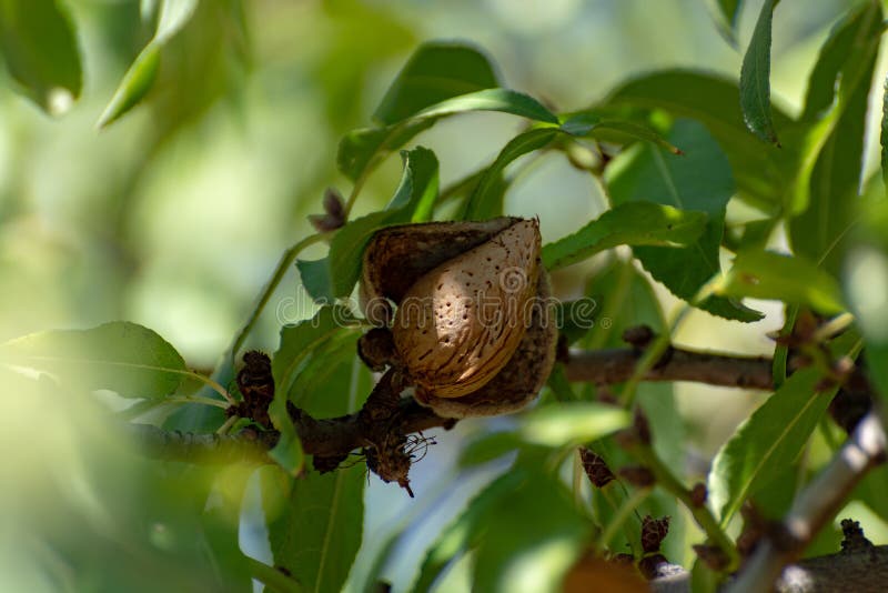 Ripe Almond Nuts In Shell Growing On Almond Tree Stock Image - Image of ...