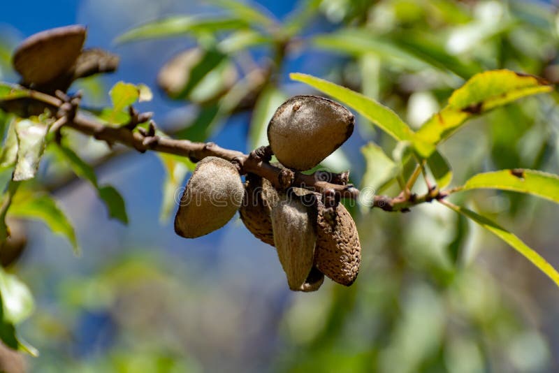 Ripe Almond Nuts in Shell Growing on Almond Tree Stock Image - Image of ...