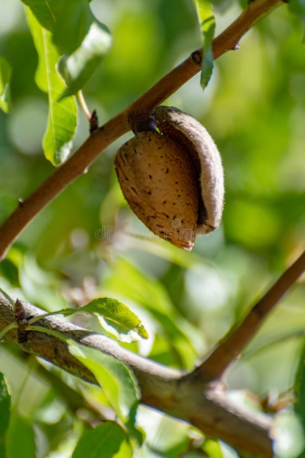 Ripe Almond Nuts in Shell Growing on Almond Tree Stock Image - Image of ...
