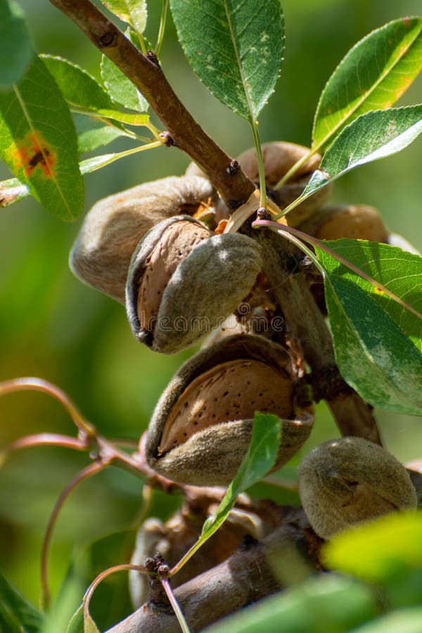 Ripe Almond Nuts on Tree Ready for Harvest Stock Image - Image of green ...