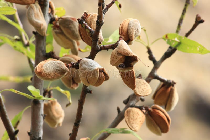 Ripe Almonds Growing on Tree Stock Photo - Image of nutritious, closeup ...