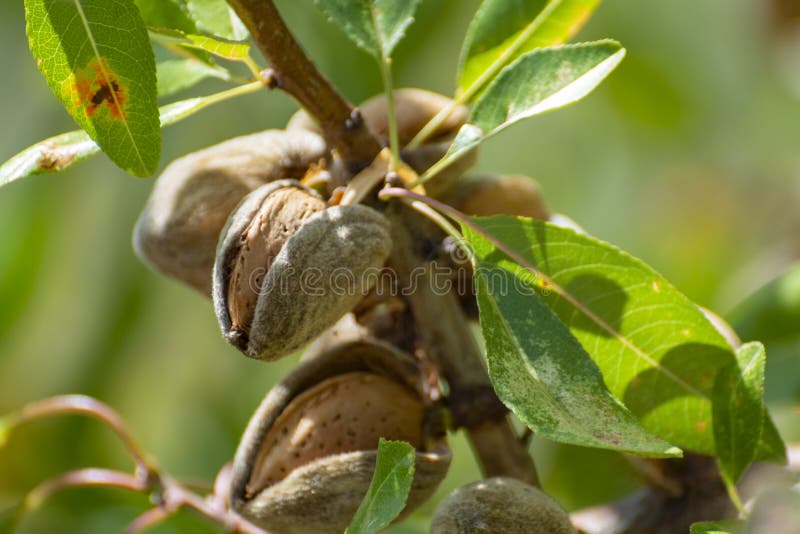 Ripe Almonds Nuts on Almond Tree Ready To Harvest Stock Photo - Image ...