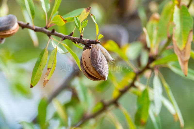 Ripe Almonds Nuts on the Tree Stock Image - Image of autumn, growth ...