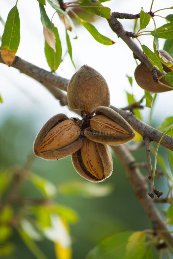 Ripe Almonds Nuts on the Tree Stock Image - Image of summer, nature ...