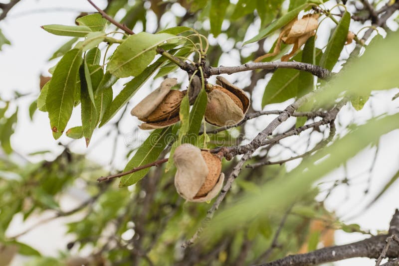 Ripe almonds on the tree stock photo. Image of farm - 168265058