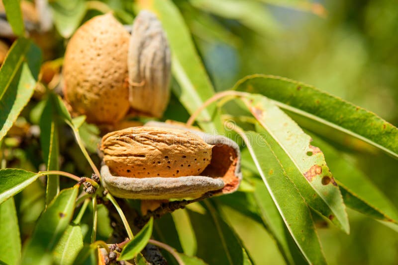 Ripe Almonds on the Tree Branch, Siurana, Catalunya, Spain. on Blue ...