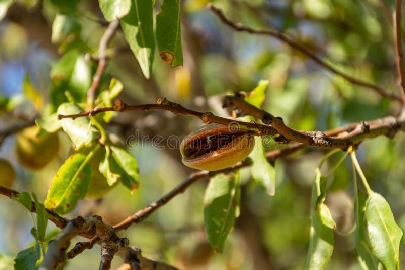 Ripe Almonds on a Tree Branch in the Sunlight. the Shell Opens and the ...