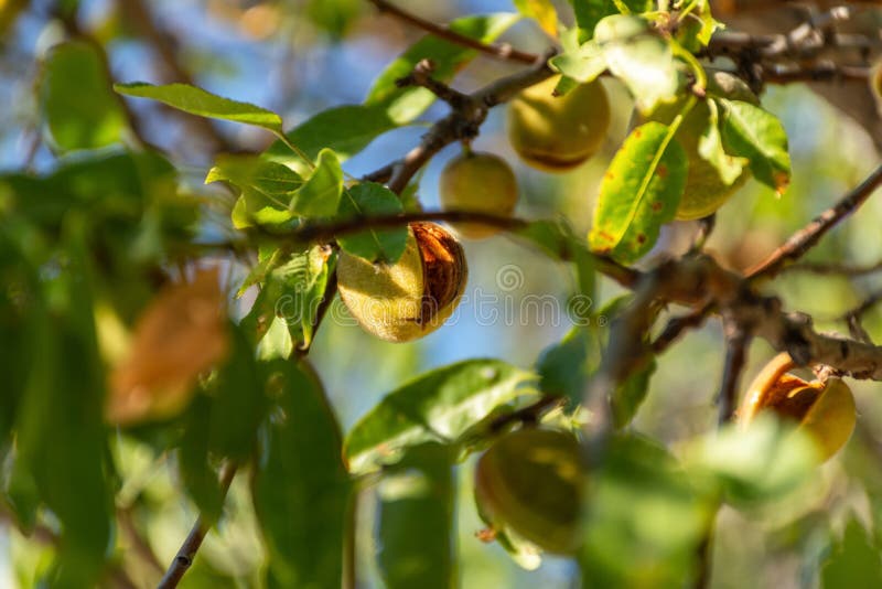 Ripe Almonds on a Tree Branch in the Sunlight. the Shell Opens and the ...