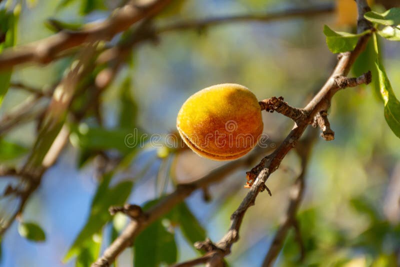 Ripe Almonds on a Tree Branch in the Sunlight. the Shell Opens and the ...