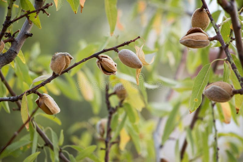 Ripe almonds stock image. Image of macro, fall, plant - 51578567