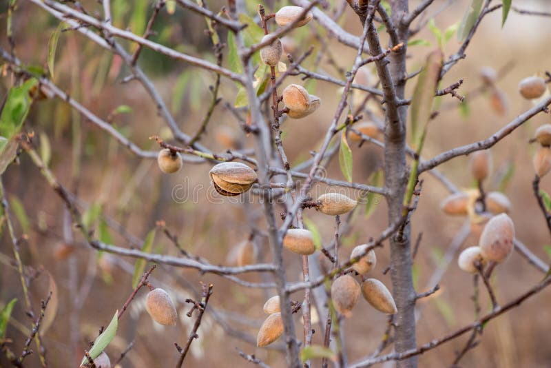 Ripe Almonds on the Tree Branches. Stock Photo - Image of green, leaves ...