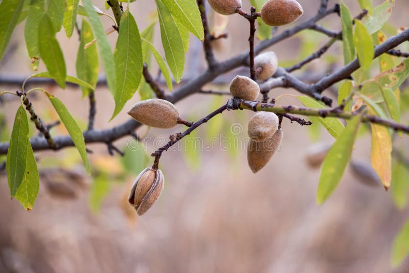 Ripe Almonds on the Tree Branches. Stock Image - Image of macro, almond ...