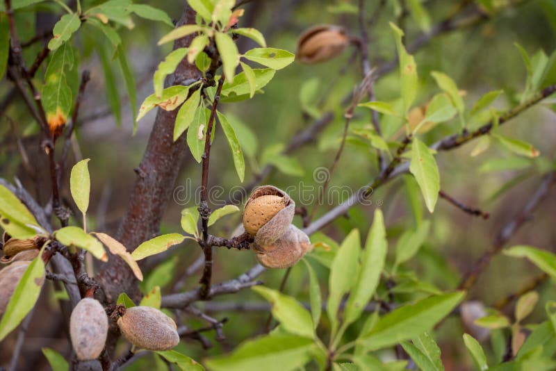 Ripe Almonds on the Tree Branches. Stock Photo - Image of mediterranean ...